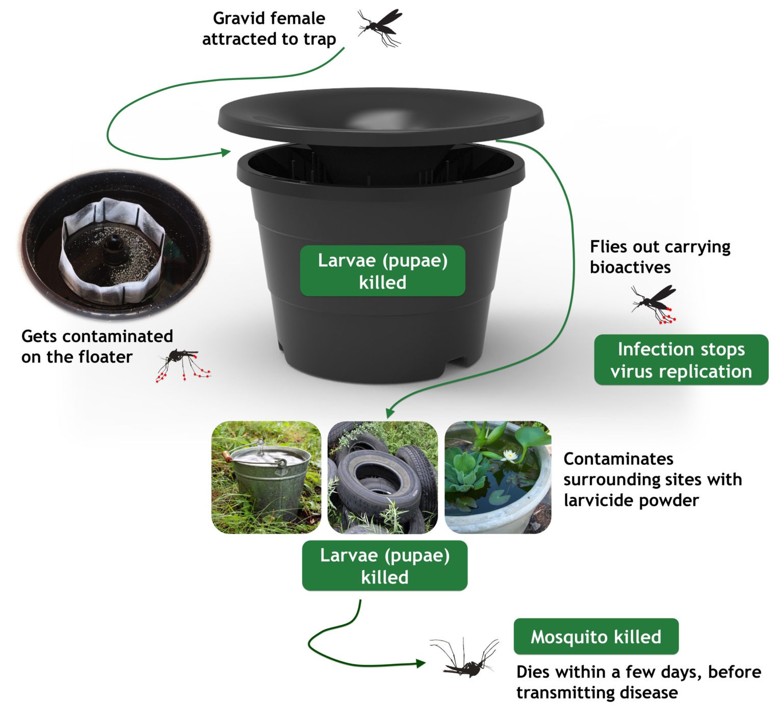 Eco Friendly Mosquito Control - Planet Friendly Pest Control