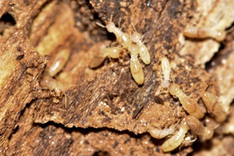 Everything You Need to Know About the Termites in Springfield, VA