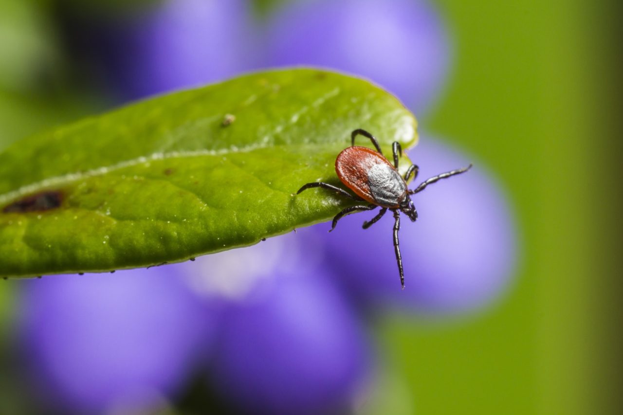 Can You Spray Your Yard for Ticks? This Is What You Need to Know