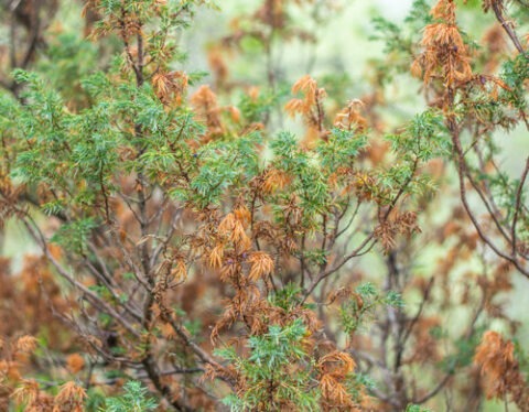 Diplodia Tip Blight in Southern Maryland - Planet Friendly Pest Control