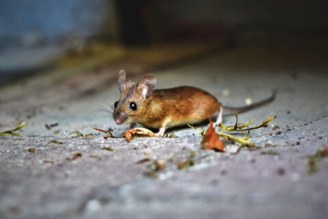 Mice Control — 6 Effective Ways To Get Rid Of It From Your Home ...