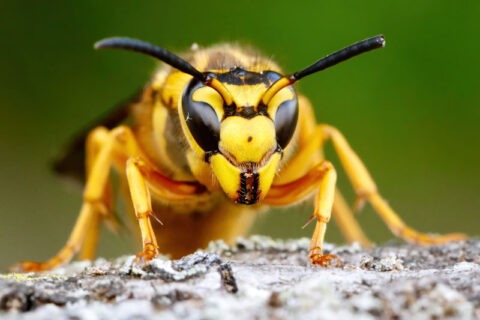 Keep Yellow Jackets Away: Simple Tips to Eliminate Food Sources ...